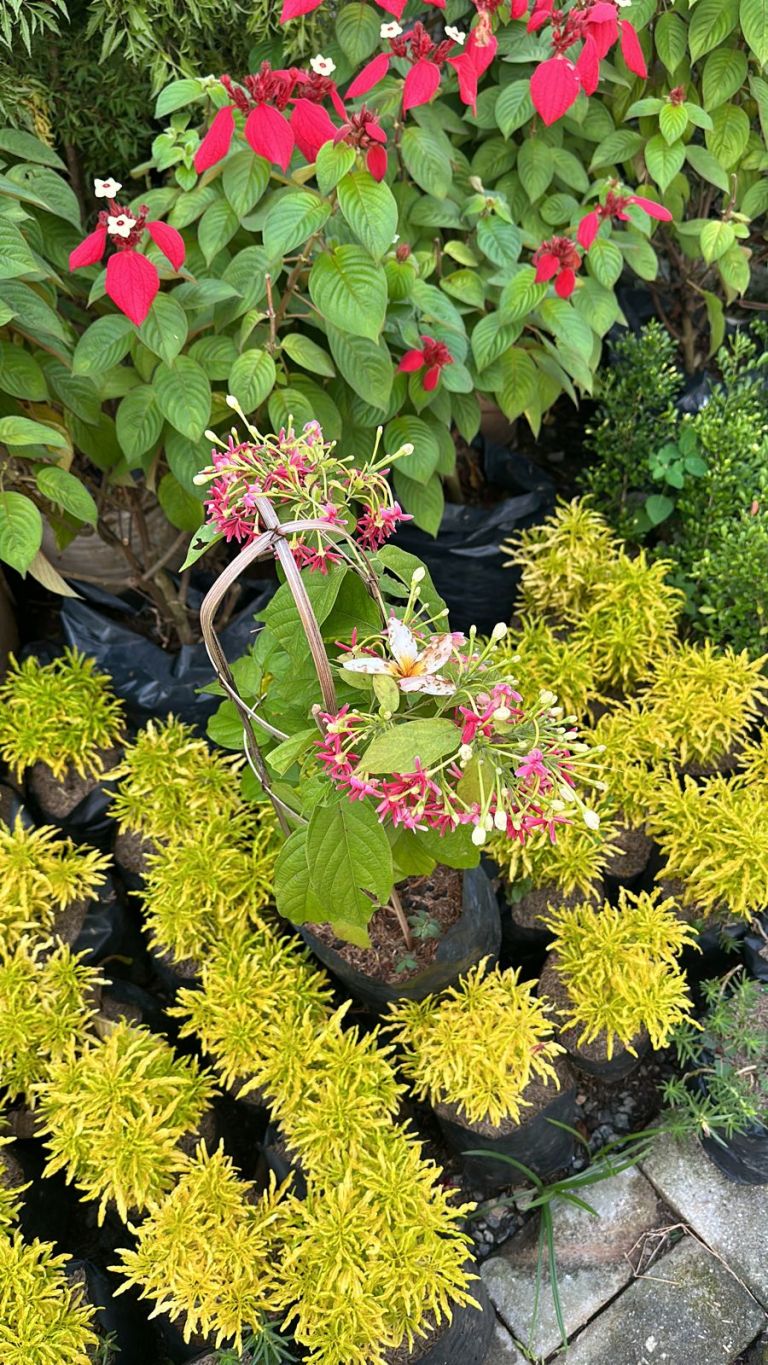 09. Melati Belanda (Combretum indicum) – My Mayonnaise Jar