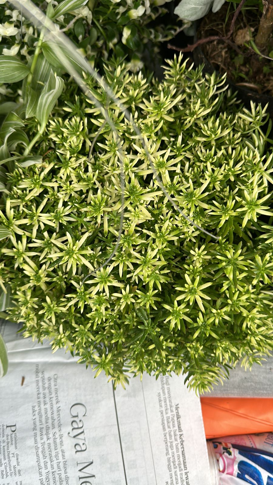 14. Sutra Bombay (Portulaca grandiflora) – My Mayonnaise Jar